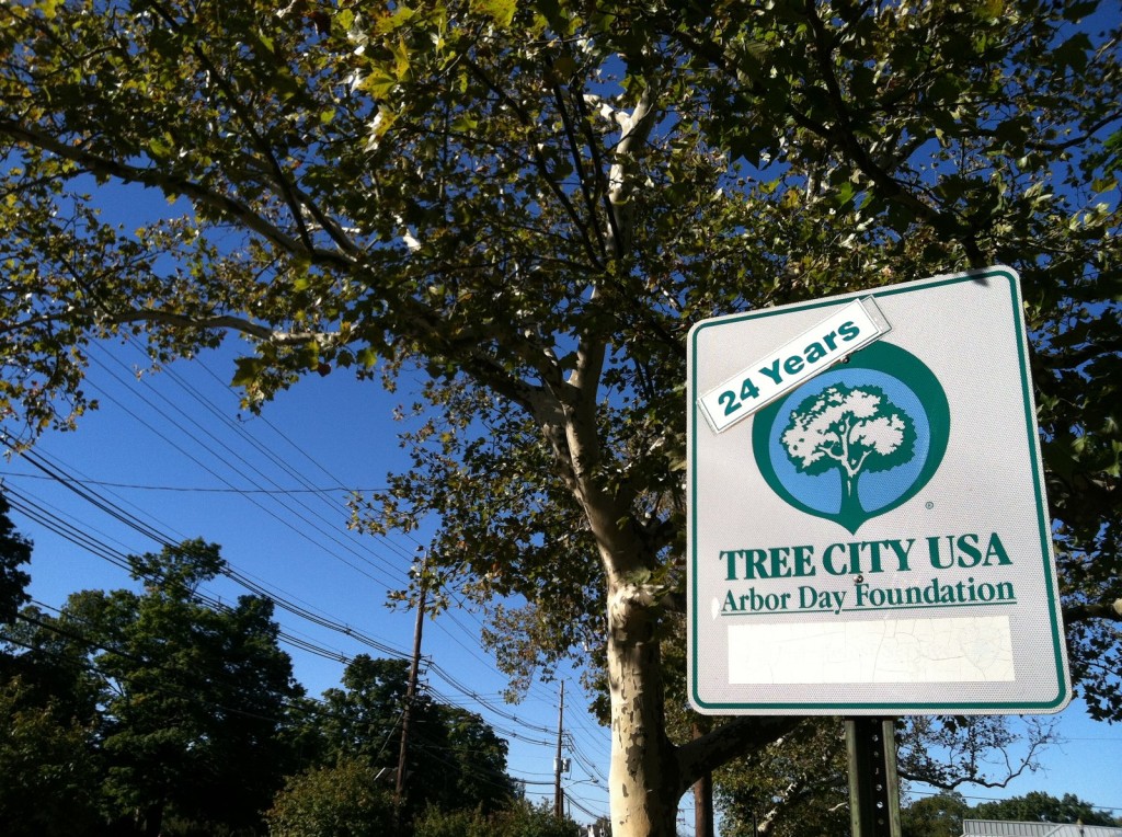 One less tree in Tree City – Historical Society of Riverton