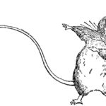 Jane Allen Boyer – Historical Society of Riverton